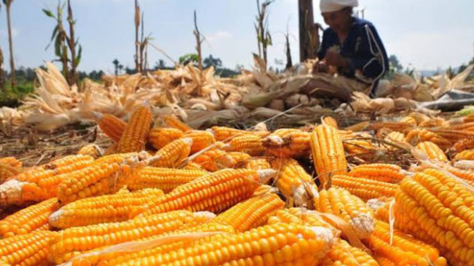 Era Pengembangan Jagung Kuning di Sultra Dimulai dari Muna - telisik.id Era Pengembangan Jagung Kuning di Sultra Dimulai dari Muna - telisik.id