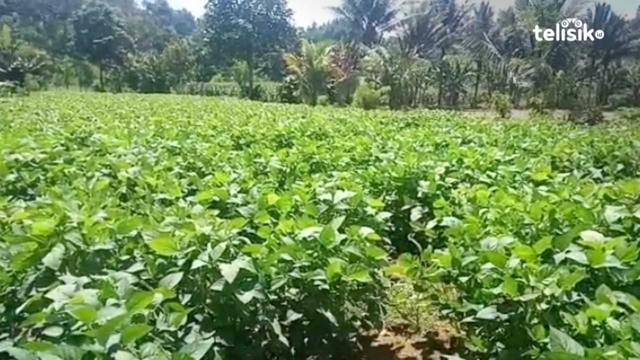 Ratusan Petani di Kolut Budidaya Kedelai Varian Anjasmoro - telisik.id