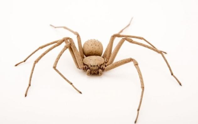 5 Spesies Laba-Laba Paling Mematikan di Dunia - telisik.id