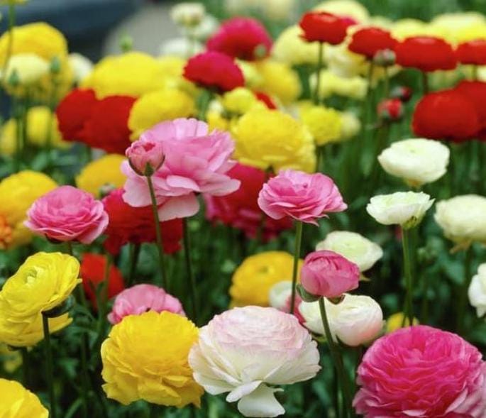 Jenis-jenis Bunga untuk Valentine dan Maknanya - telisik.id