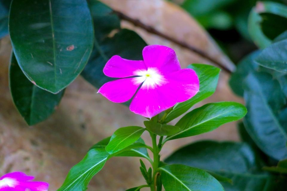 5 Fakta Unik Bunga Periwingkle: Antikanker tapi Beracun - telisik.id