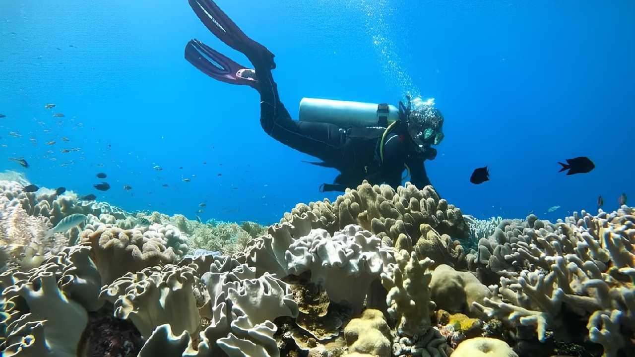 Desa Sombu, Paket Lengkap Wisata di Wakatobi - telisik.id