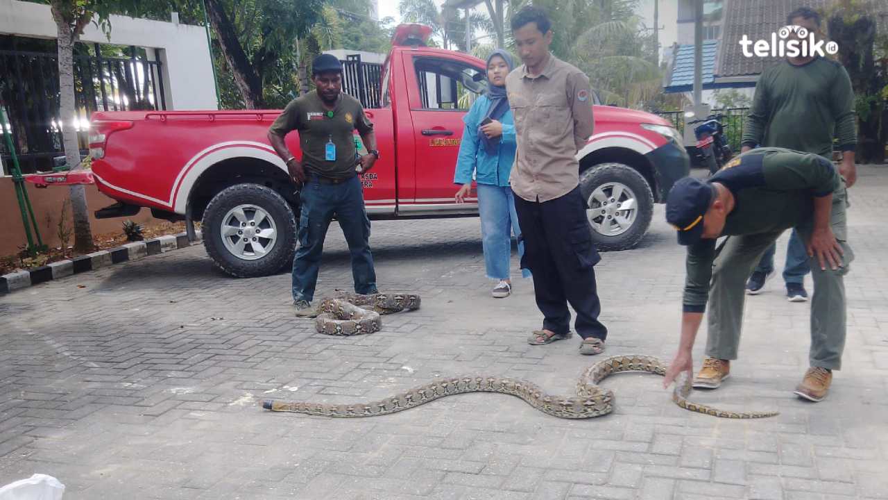 Damkar Tangkap Ular Piton 4,5 Meter, BKSDA Lepasliarkan di Tanjung ...