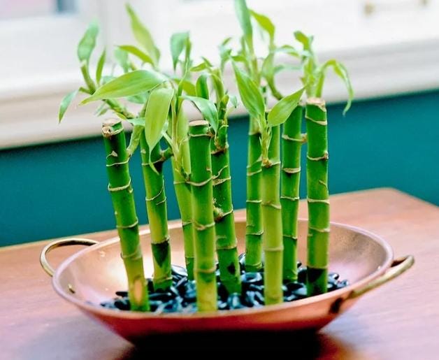 Tips Merawat Tanaman Lucky Bamboo - telisik.id