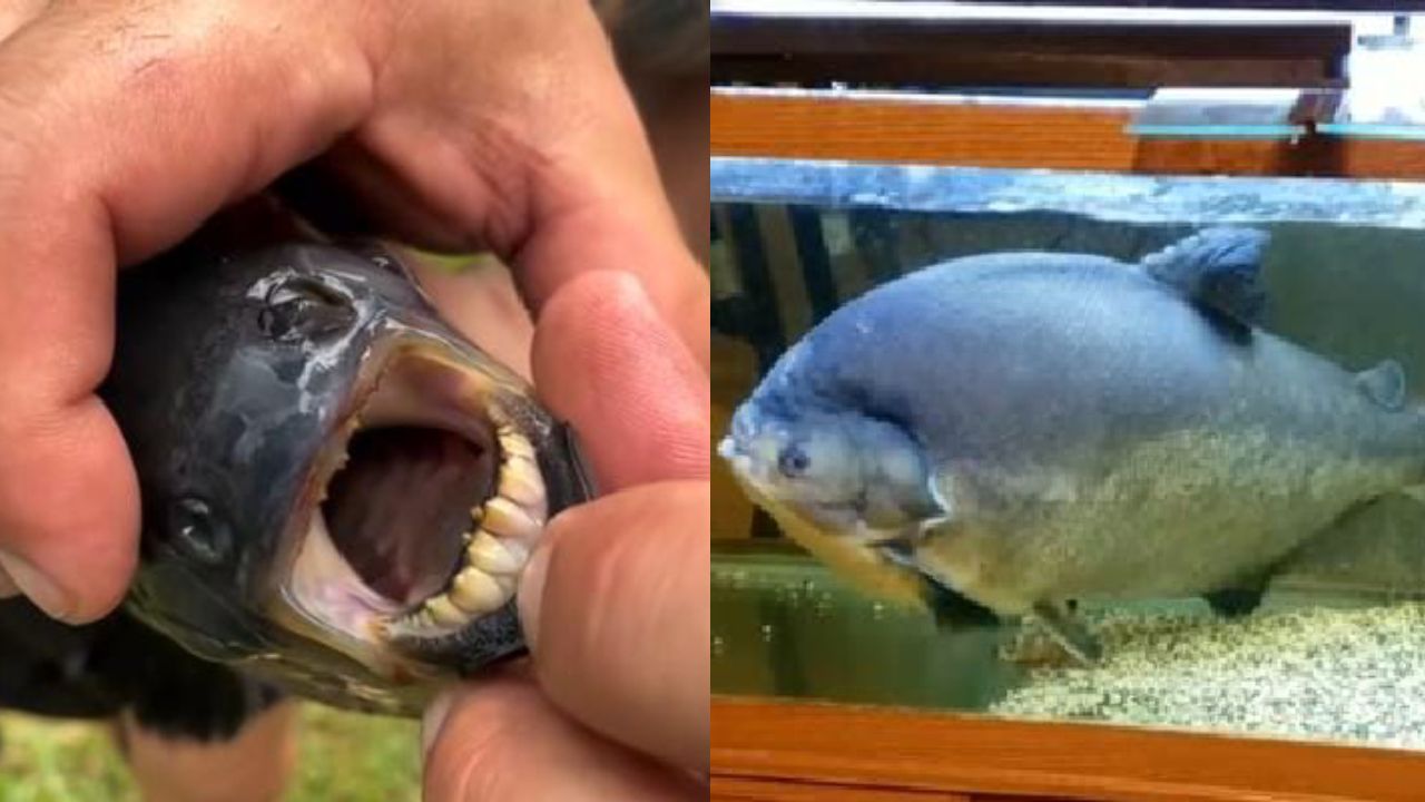 Deretan Fakta Ikan Pacu Bergigi Manusia - telisik.id