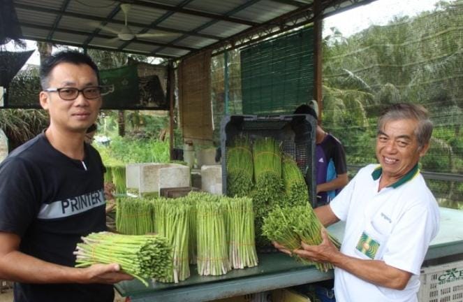 Cara Tanam Sayur Asparagus di Pekarangan Rumah - telisik.id