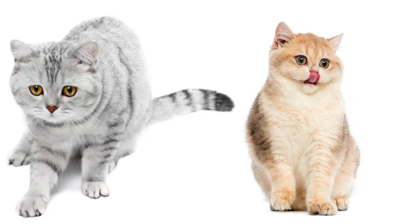 Lagi Nyari Nama untuk Kucing Betina? Ini Rekomendasinya - telisik.id