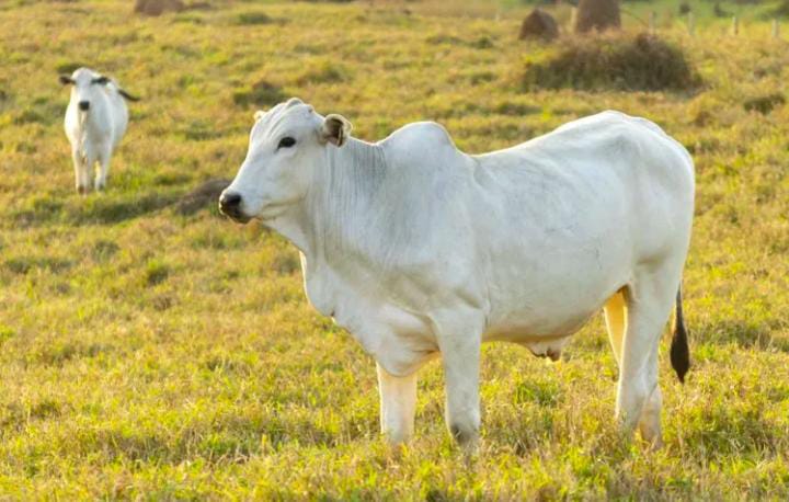 Fakta Unik Sapi yang Belum Diketahui Banyak Orang - telisik.id