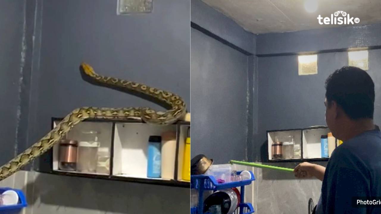 Ular Piton Sepanjang 4 Meter Masuk ke Rumah Warga Baubau - telisik.id