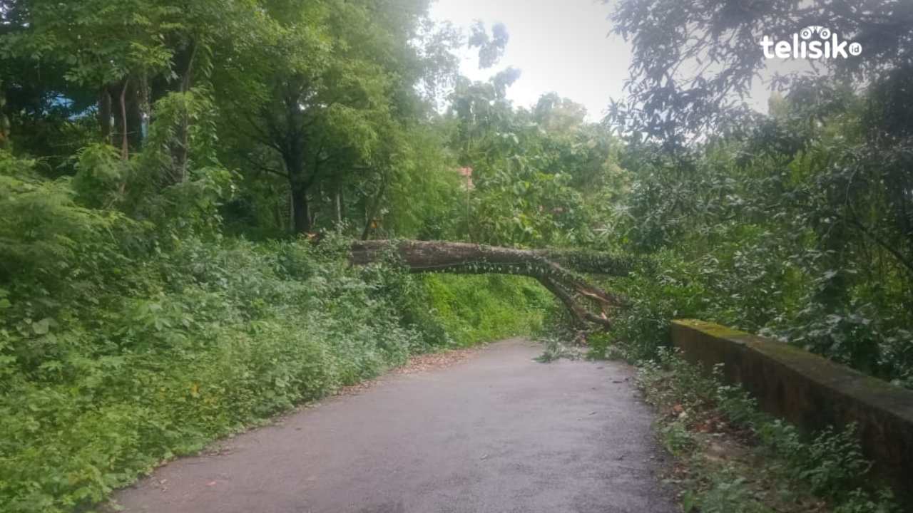 Akses Utama Dua Desa di Wakatobi Tertutup Pohon Tumbang - telisik.id