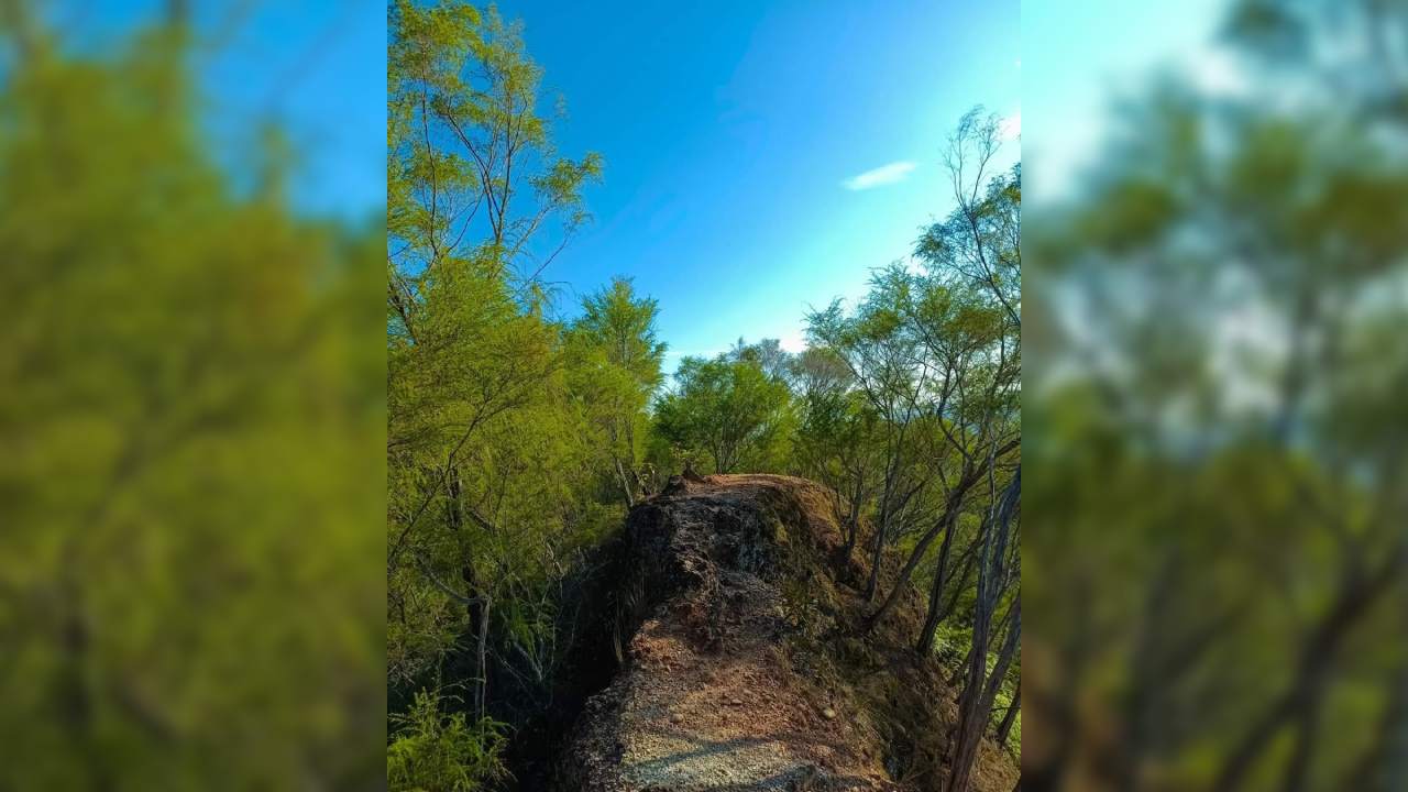 Pesona Hutan Cemara di Gunung Popalia - telisik.id