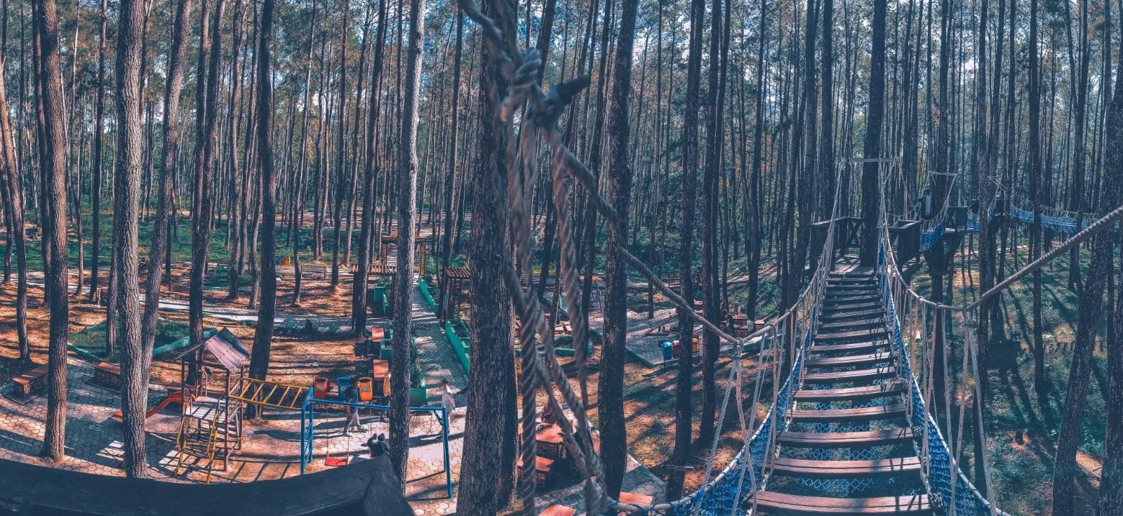 Hutan Pinus Desa Wisata Limbo Wasamparona Baubau Sajikan Beragam Wahana ...